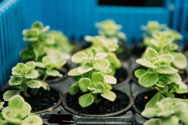 The Vicks Plant: Your Secret Weapon for a Healthy and Beautiful Home
