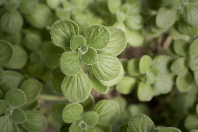 The Vicks Plant: Your Secret Weapon for a Healthy and Beautiful Home