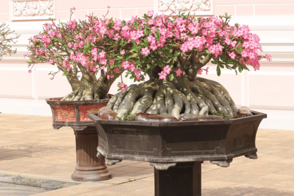 Desert Rose Bonsai: Worth Every Minute! - The Plant Bible