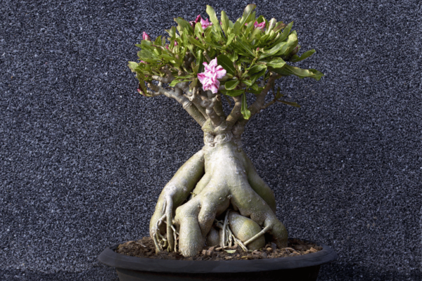 Desert Rose Bonsai Kit: How To Use Them! - The Plant Bible