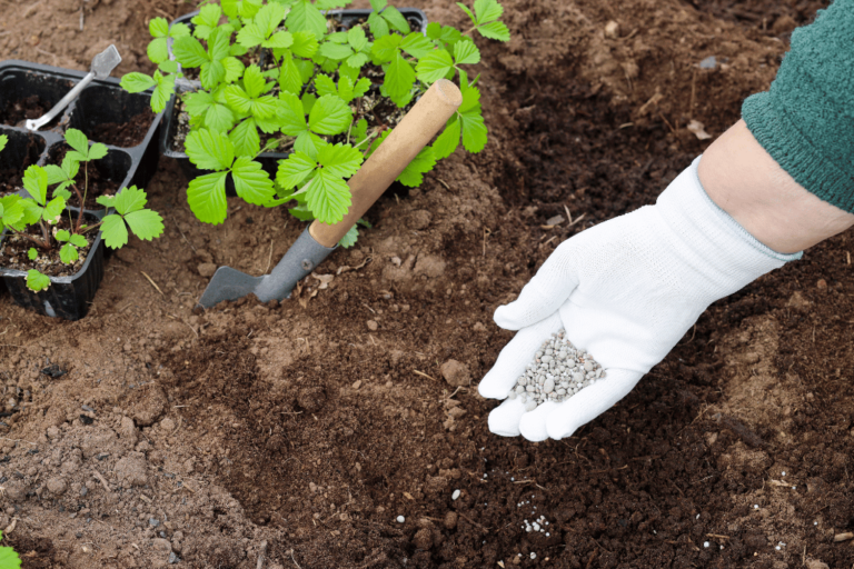 Strawberry Plant Growth Stages: Understanding the Fruit Development Process