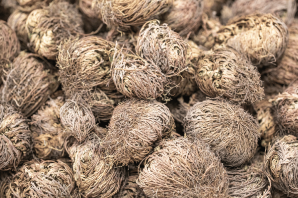 Rose of Jericho Plant: The Rambling, Resurrecting Moss of the Southwest ...