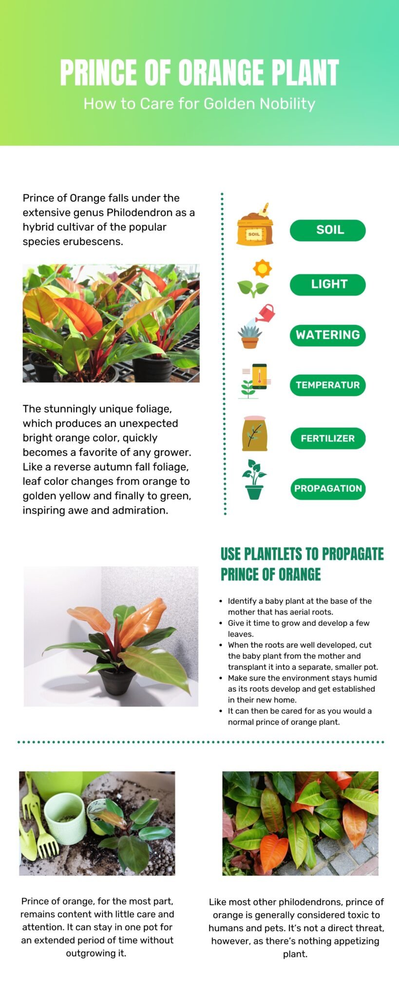 Prince of Orange Plant: How to Care for Golden Nobility