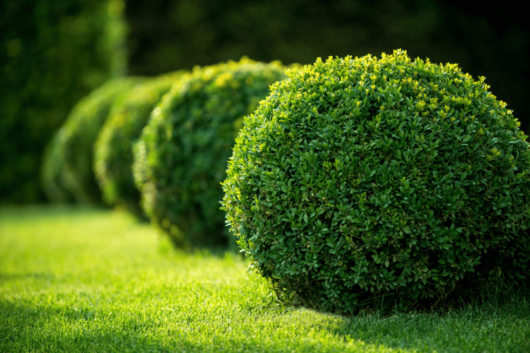 What to Plant in Front of Boxwoods: 15 Amazing Plants to Consider