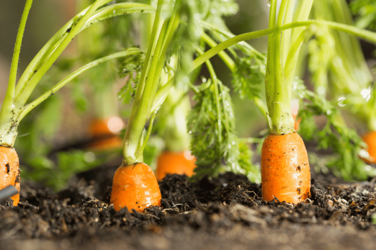 Carrots Growing Stages: The Journey of a Carrot