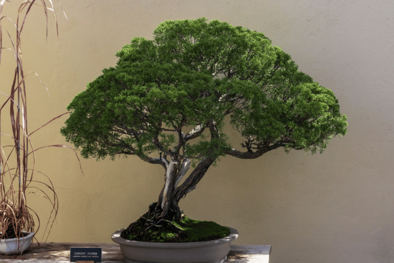 A Deeper Look: Uncovering the Beauty of the Dwarf Japanese Garden ...