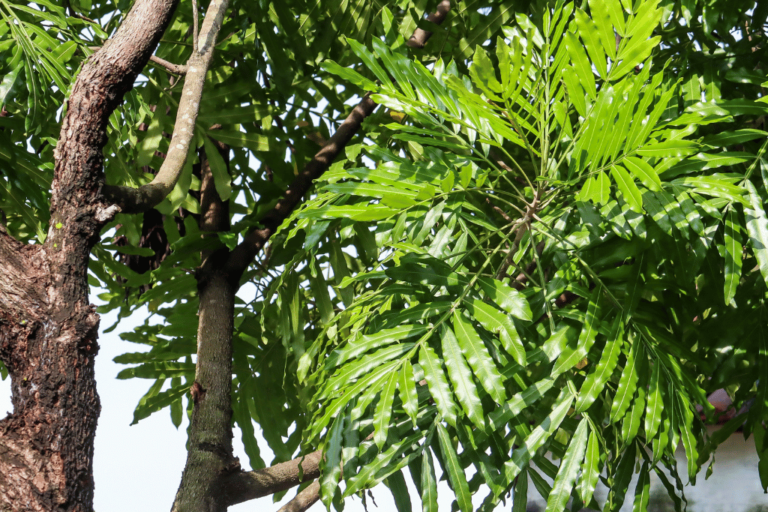 The Enchanting Tree with Fern-Like Leaves: 8 Varieties You Need to Know