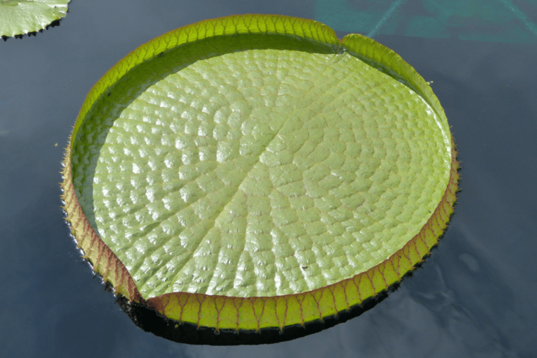 Lily Pad Roots: A Unique and Essential Component of Wetland Habitats
