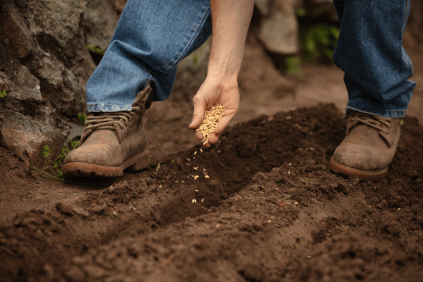 Carrots Growing Stages: The Journey of a Carrot Carrots Growing Stages: The Journey of a Carrot