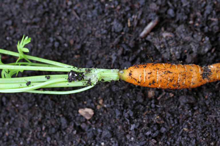 Carrots Growing Stages: The Journey of a Carrot
