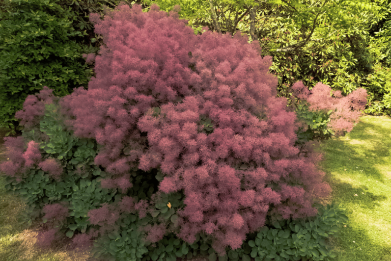 Tree with Pink Leaves: The 8 Best Varieties - The Plant Bible