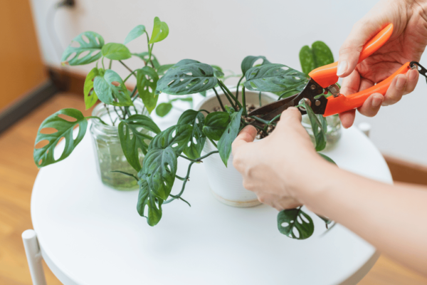 How to Propagate Swiss Cheese Plant: The Cheesiest DIY Task