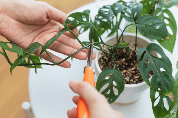 How to Propagate Swiss Cheese Plant: The Cheesiest DIY Task