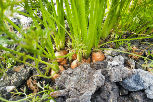 Carrots Growing Stages: The Journey of a Carrot Carrots Growing Stages: The Journey of a Carrot