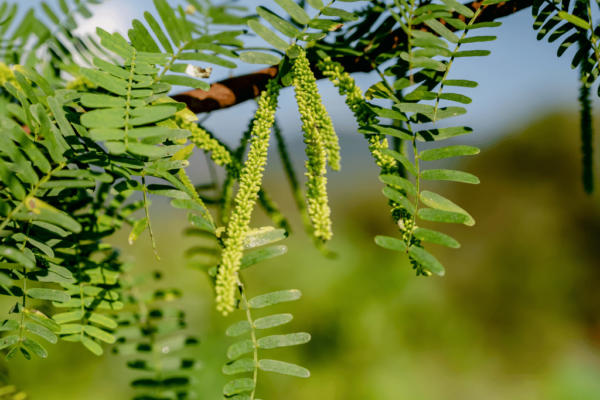 The Enchanting Tree with Fern-Like Leaves: 8 Varieties You Need to Know