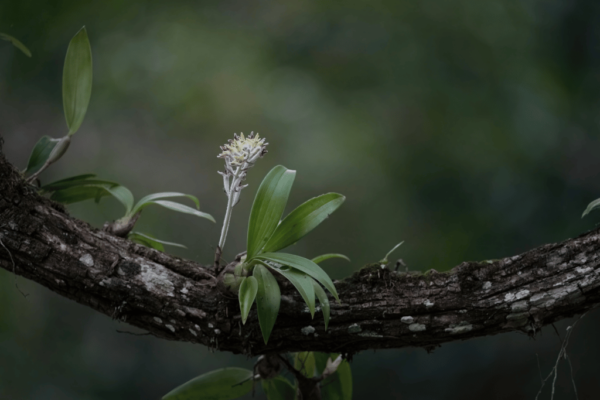 Orchids in the Wild: Nature's Hidden Gems - The Plant Bible