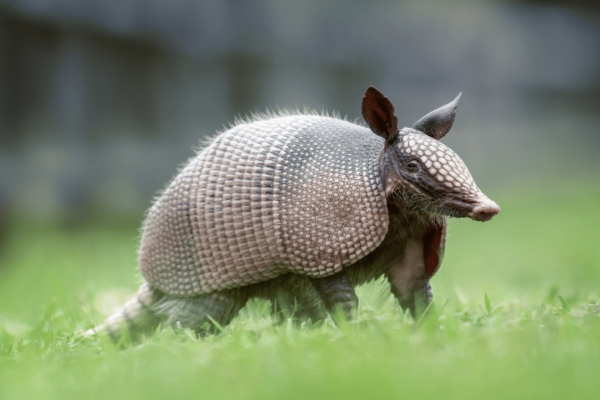 How to Use Vinegar to Get Rid of Armadillos - The Plant Bible