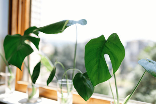 How to Propagate Swiss Cheese Plant: The Cheesiest DIY Task