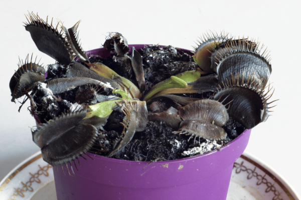 Beware the Darkening Beauty: Why is My Venus Fly Trap Turning Black?