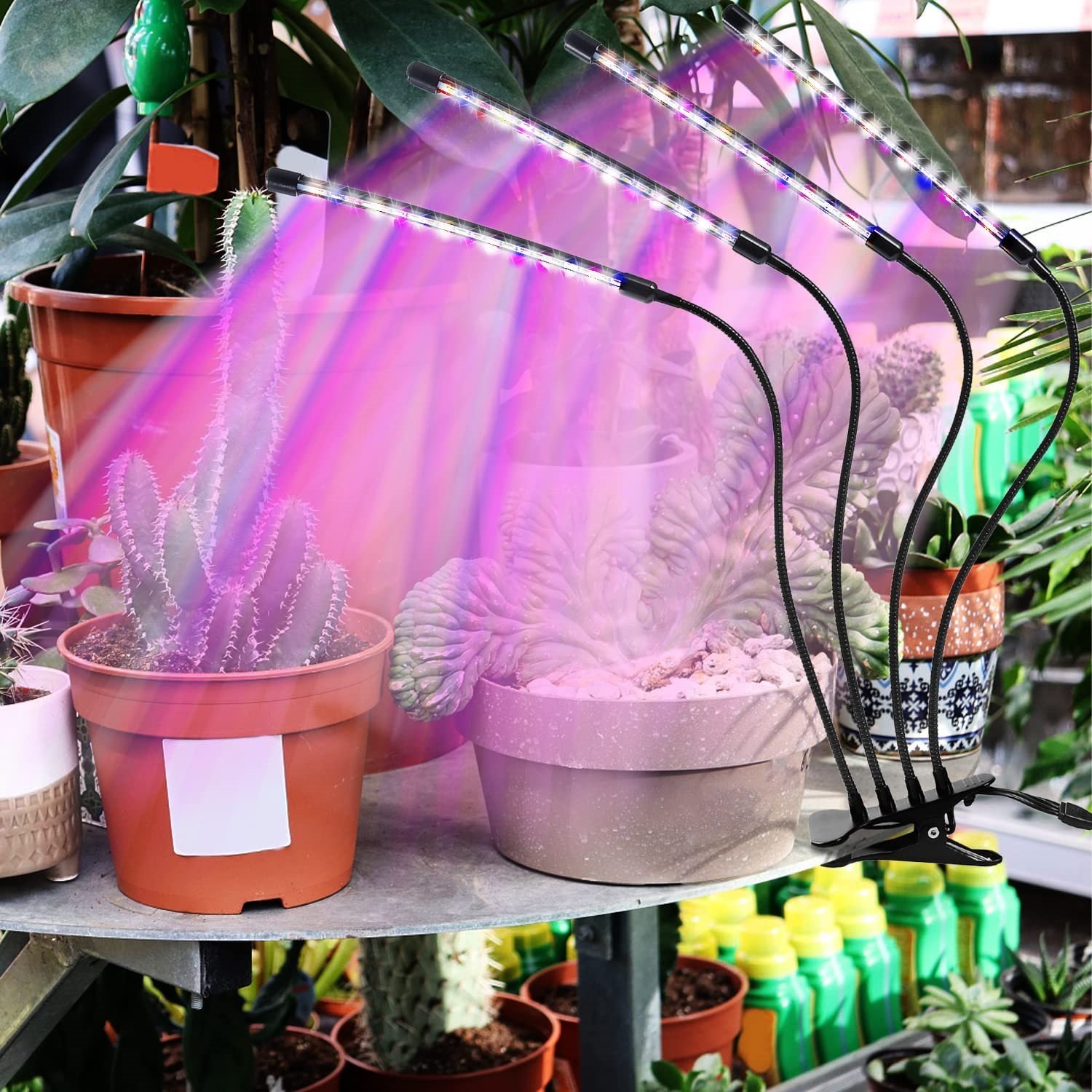 Shining Succulents: 6 Best Grow Light for Succulents