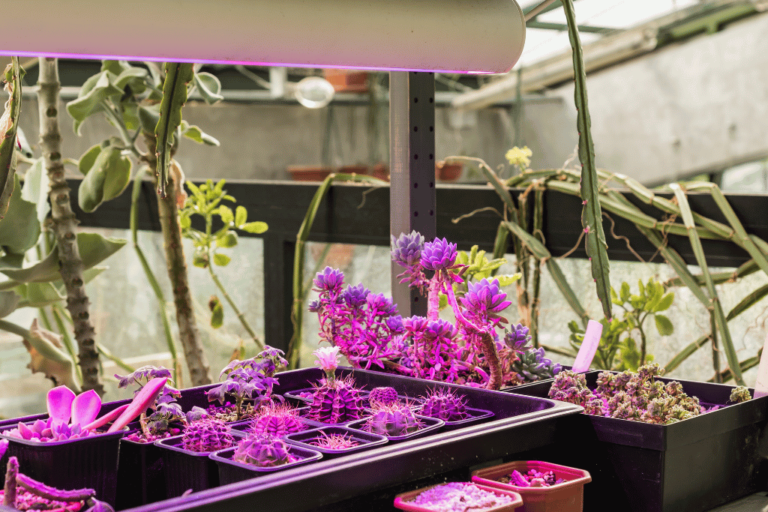 Shining Succulents: 6 Best Grow Light for Succulents