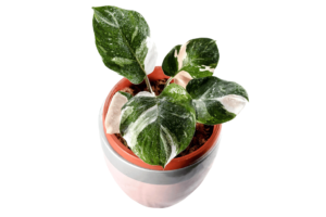 Philodendron White Knight Growing, Propagation And Caring Guide
