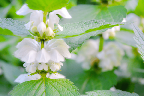 Flowers That Start With N: Growing Floral Treasures