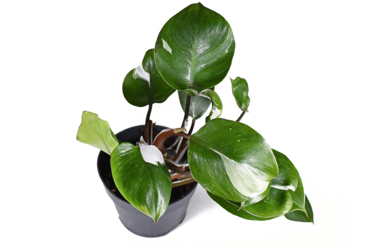 Philodendron White Knight Growing, Propagation And Caring Guide