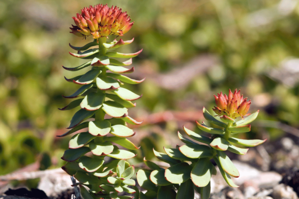 Flowers That Start With R: Exploring Nature's Radiant Blooms