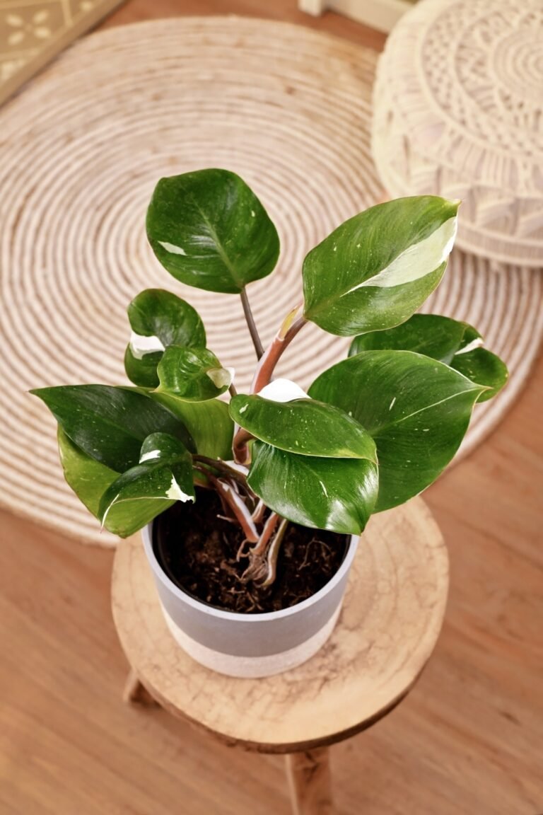 Philodendron White Knight Growing, Propagation And Caring Guide