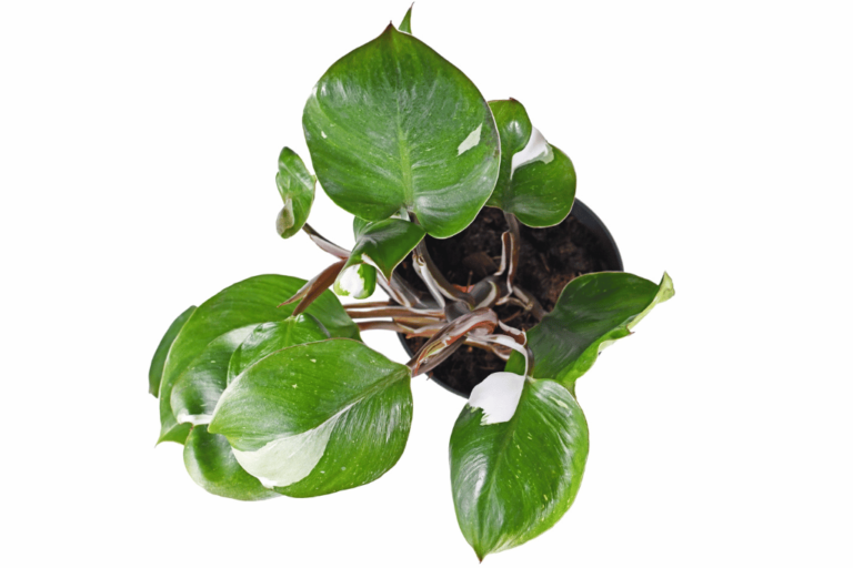 Philodendron White Knight Growing, Propagation And Caring Guide