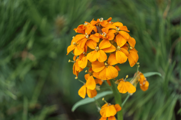 Waltz of Colors: Exploring Flowers That Start With W - The Plant Bible