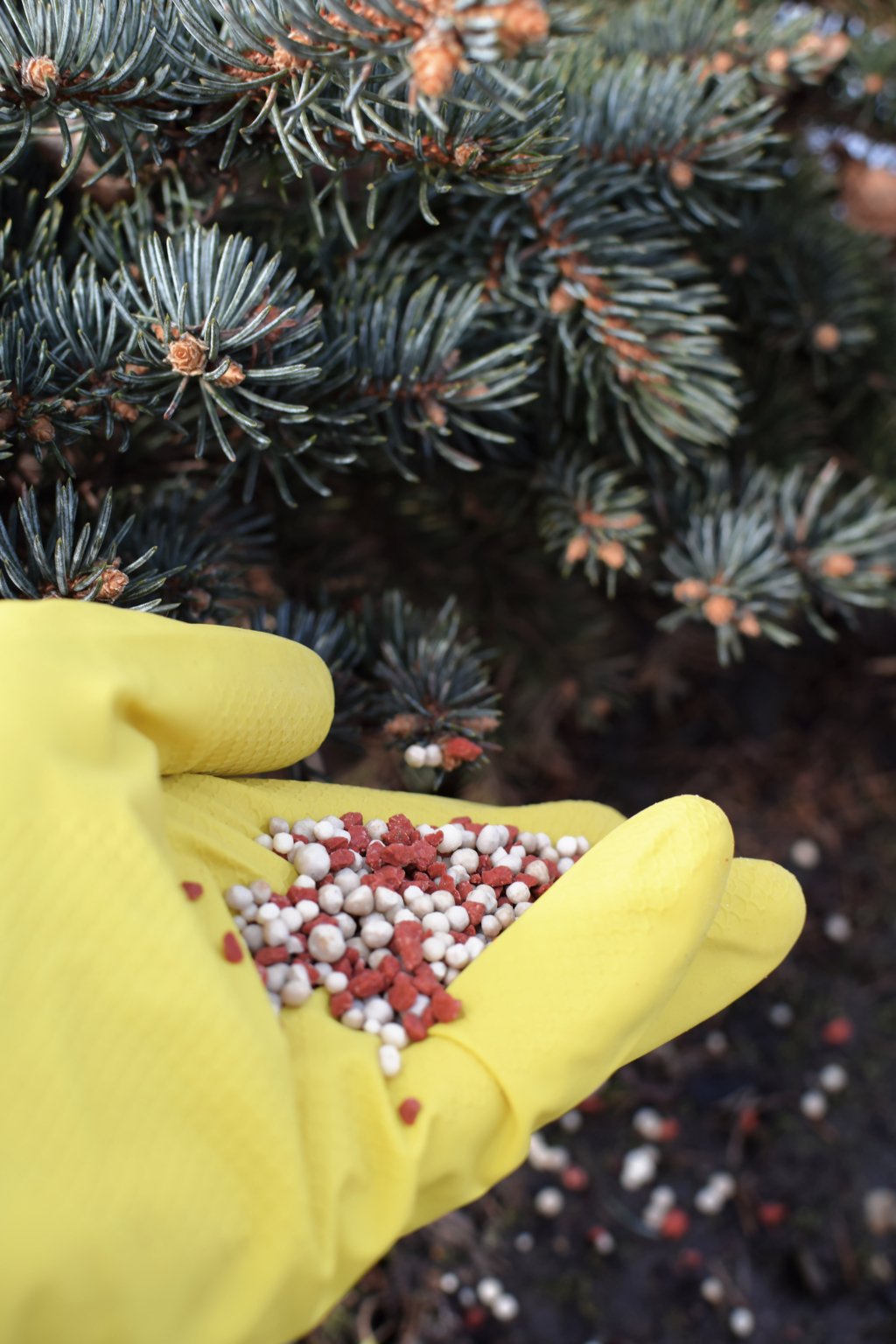 Best Fertilizer for Blue Spruce Trees: Everything You Need to Know