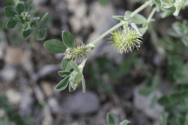 20 Types of Stickers in Grass: How to Identify and Eliminate Them - The ...