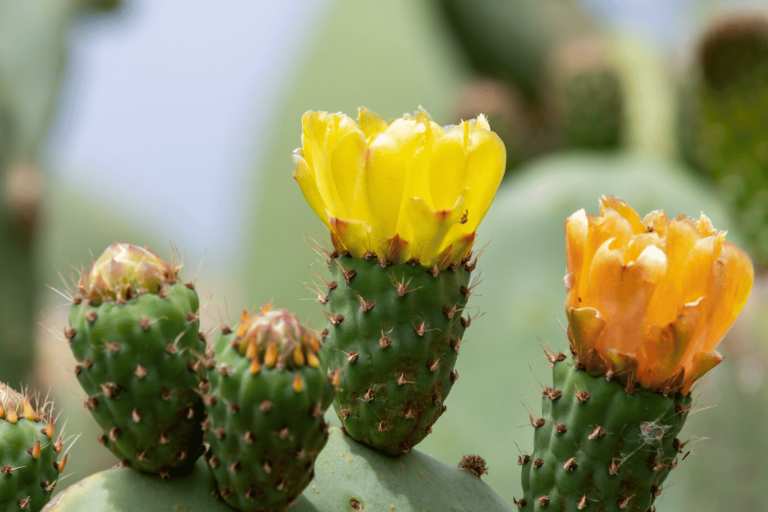 25 Flowers that Represent Strength: Nature's Inspirational Creations