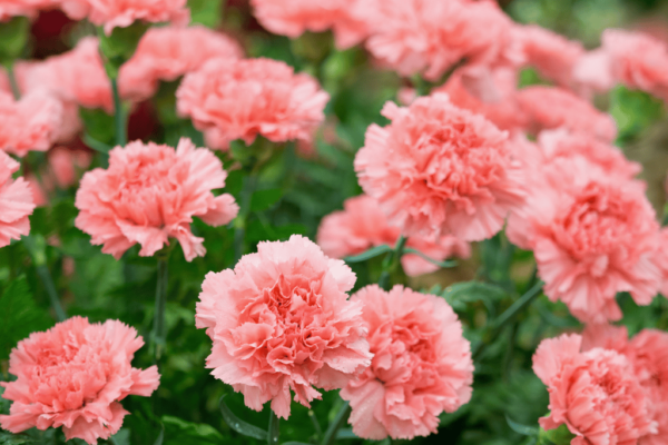 25 Flowers that Represent Strength: Nature's Inspirational Creations