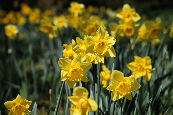 25 Flowers that Represent Strength: Nature's Inspirational Creations