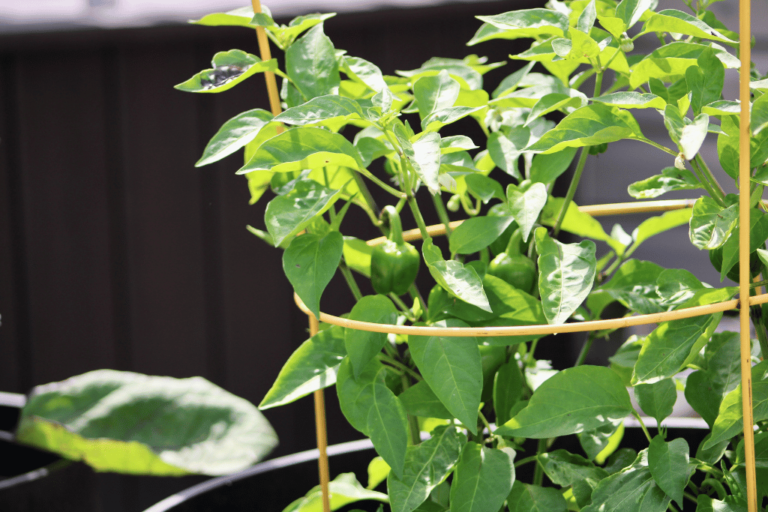 Do Peppers Need a Trellis? Here’s What You Need to Know
