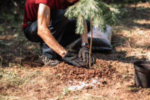 Best Fertilizer for Blue Spruce Trees: Everything You Need to Know