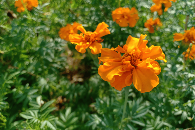 25 Flowers that Represent Strength: Nature's Inspirational Creations