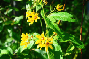 28 Weeds With Yellow Flowers: A Guide on How to Identify and Eliminate Them