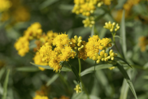 28 Weeds With Yellow Flowers: A Guide on How to Identify and Eliminate Them