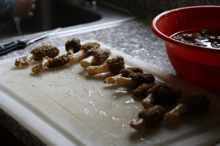How Fast Do Morels Grow: Life Cycle, Growth Rate and More! - The Plant ...