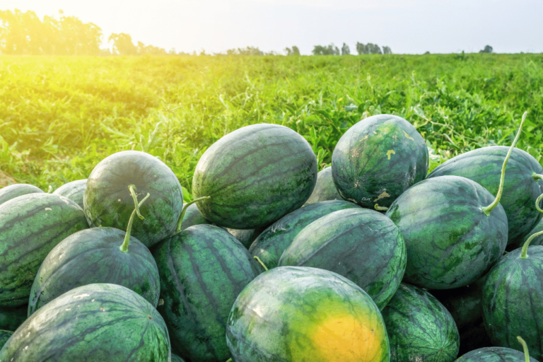 Watermelon Plant - Growing And Caring Guide - The Plant Bible