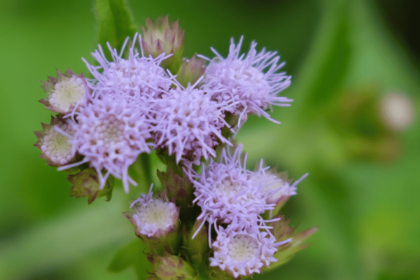 25 Flowers that Represent Strength: Nature's Inspirational Creations