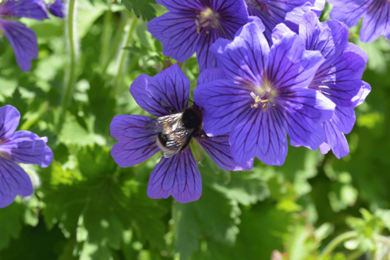 25 Flowers that Represent Strength: Nature's Inspirational Creations