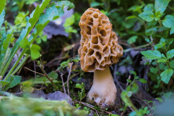 How Fast Do Morels Grow: Life Cycle, Growth Rate and More! - The Plant ...