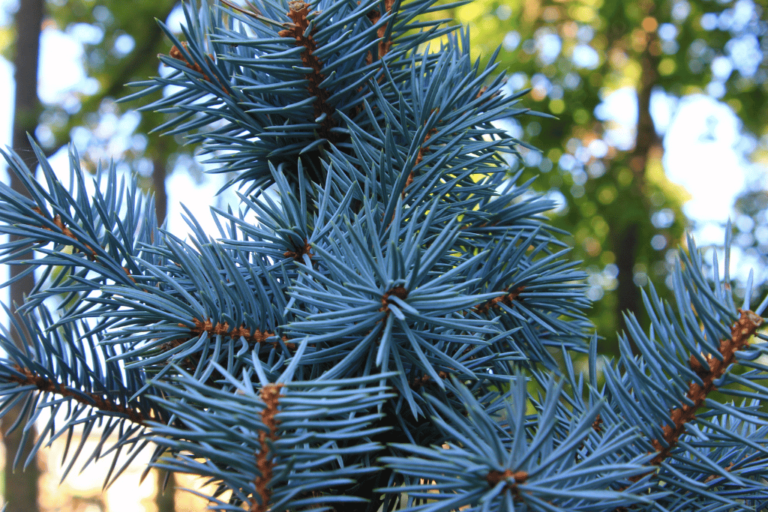 Best Fertilizer for Blue Spruce Trees: Everything You Need to Know