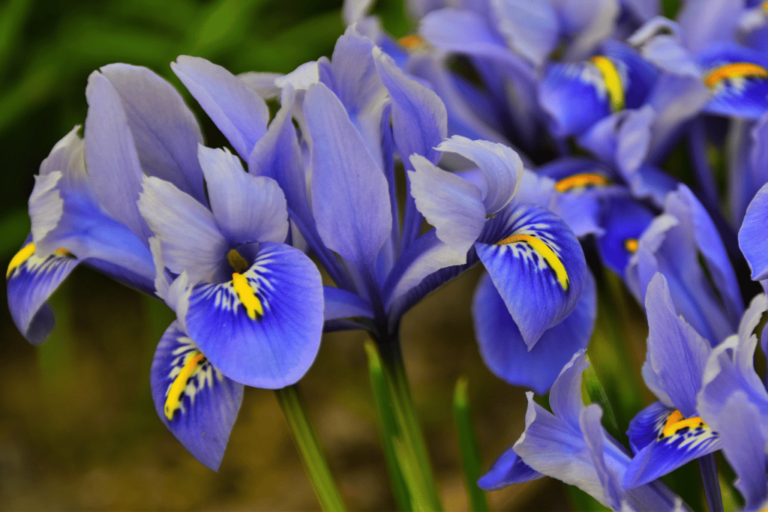 25 Flowers that Represent Strength: Nature's Inspirational Creations