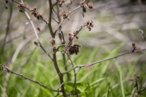 20 Types of Stickers in Grass: How to Identify and Eliminate Them - The ...